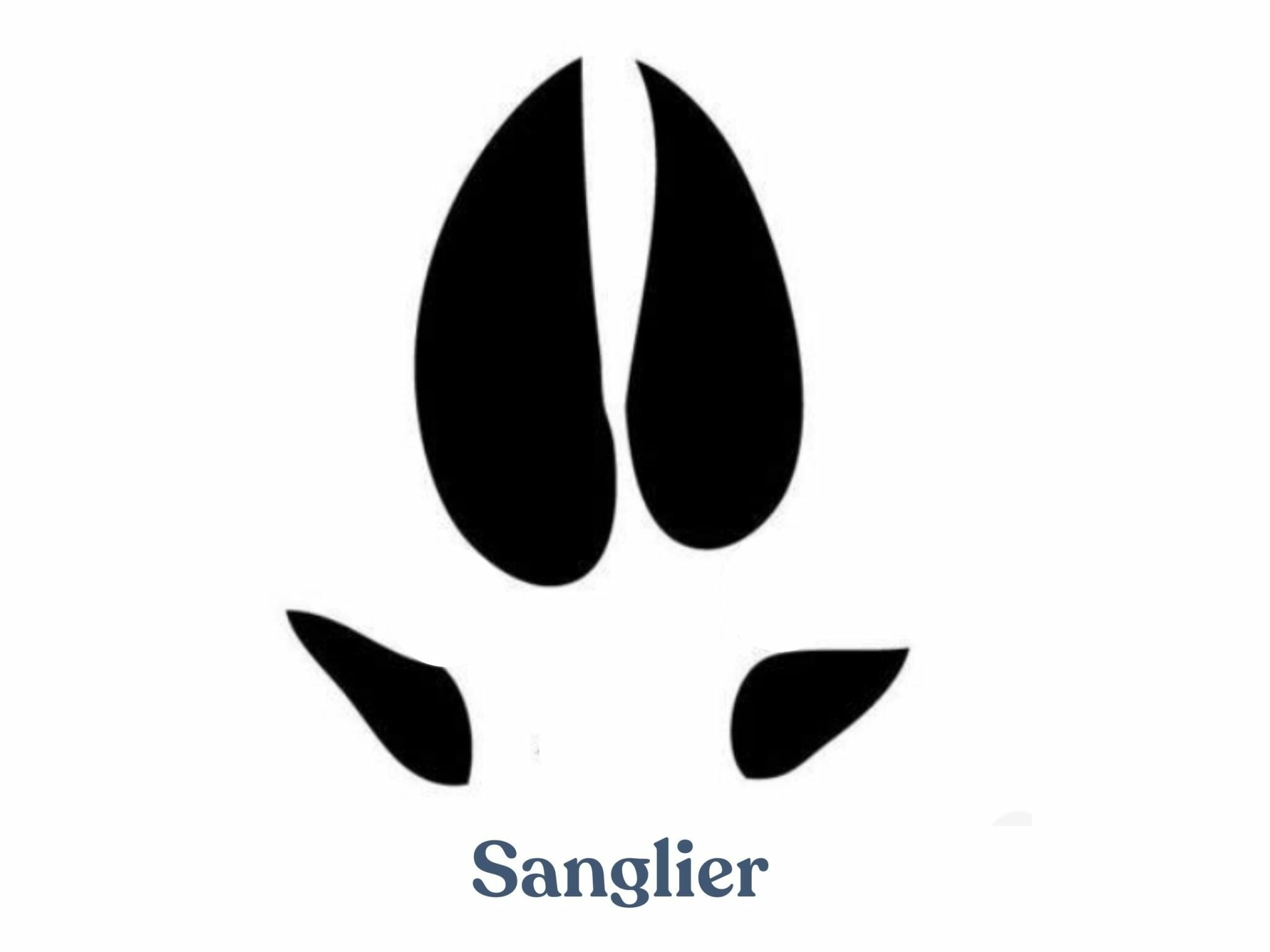 Comment reconnaître les traces des animaux en forêt ? - Chilowé - Média